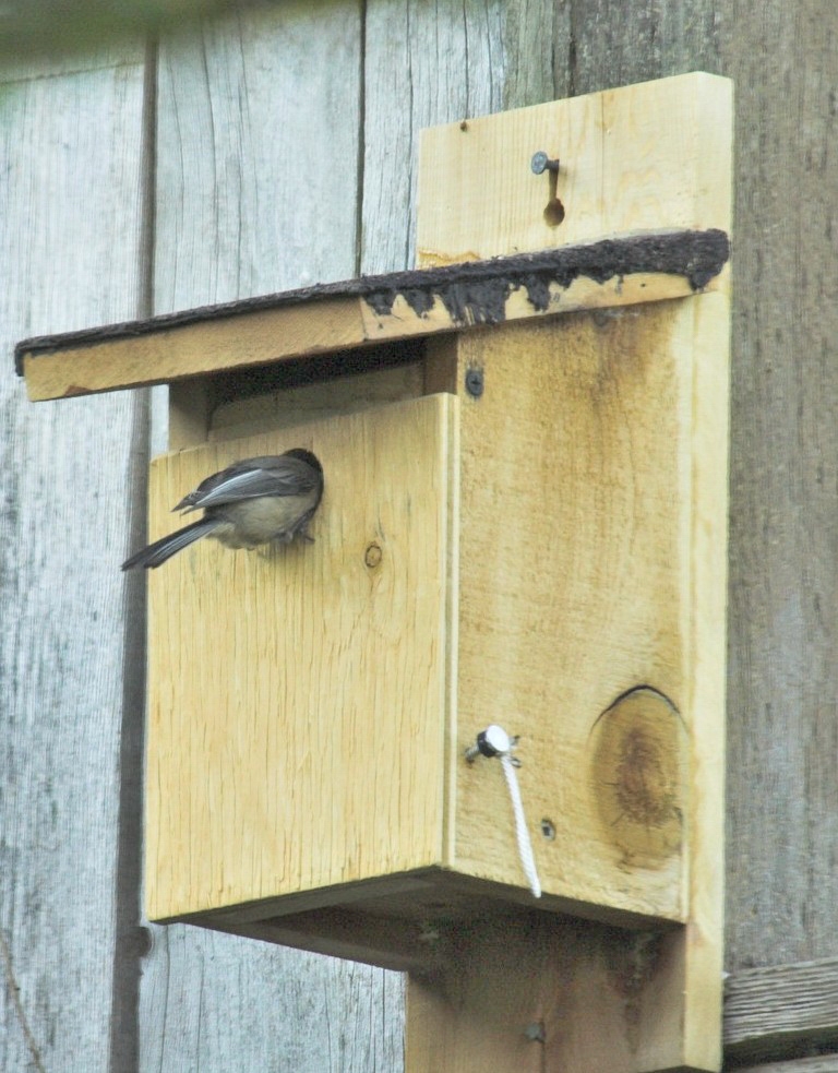 Birding – Burke Mountain Naturalists