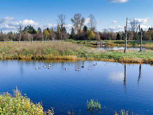 Vegetation Management Discussions for Blakeburn Lagoons Park – Burke ...
